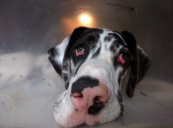 One Big Droopy Eyed Dog: Eyelid Ectropion in a Dog's Eye - Hello Danes