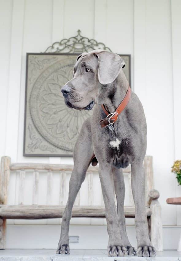 The Many Great Dane Spots, Colors and Stripes - Hello Danes