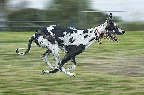 What Were Great Danes Bred For? The Surprising History of This Popular ...
