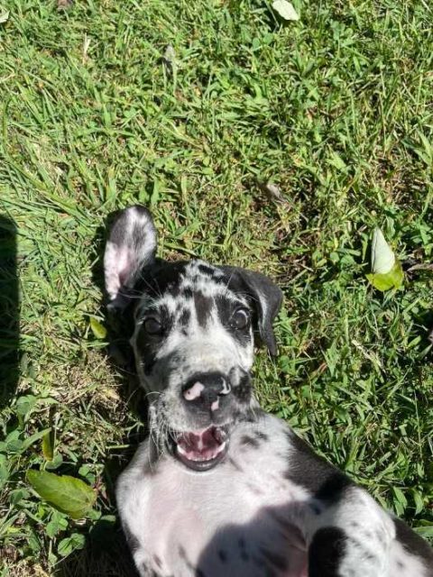 The 10 Most Adorable Great Dane Pictures - Hello Danes