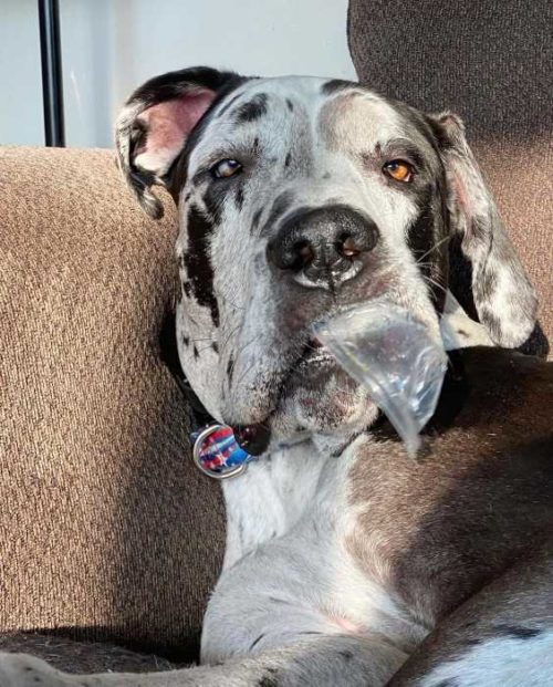 The 10 Most Adorable Great Dane Pictures - Hello Danes