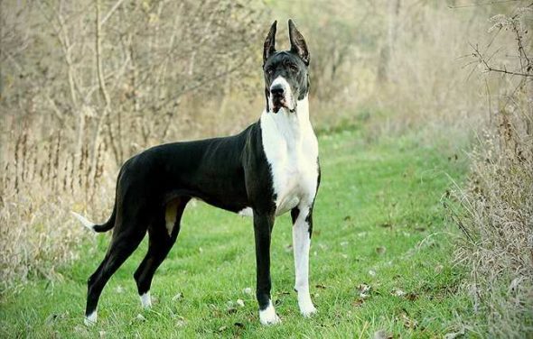The 2 Sided Debate: Great Dane Ear Cropping - Hello Danes