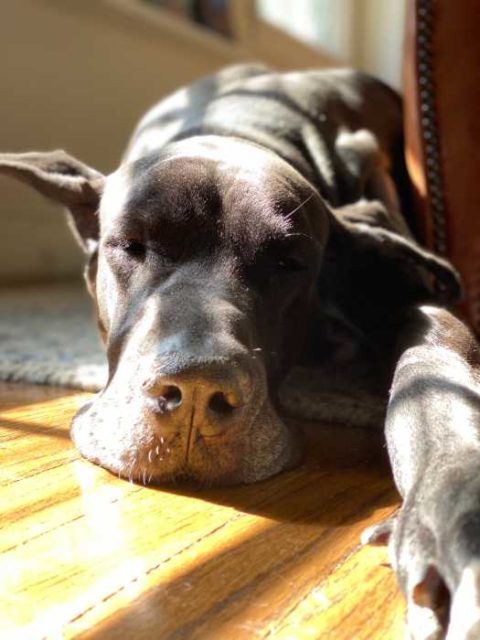 The 10 Most Adorable Great Dane Pictures - Hello Danes