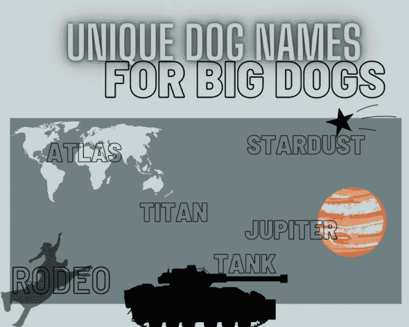 The Most Popular Big Dog Names: Unique Names for Your Giant Dog - Hello ...