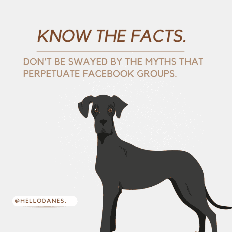 Dog Bloat and Torsion: Is a Dog Stomach Flip Deadly? - Hello Danes