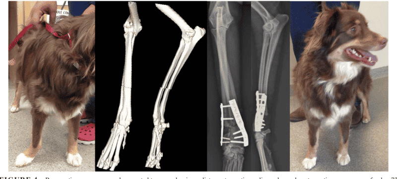 Angular Limb Deformity in Great Danes - Hello Danes