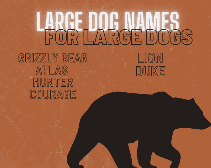 The Most Popular Big Dog Names: Unique Names for Your Giant Dog - Hello ...
