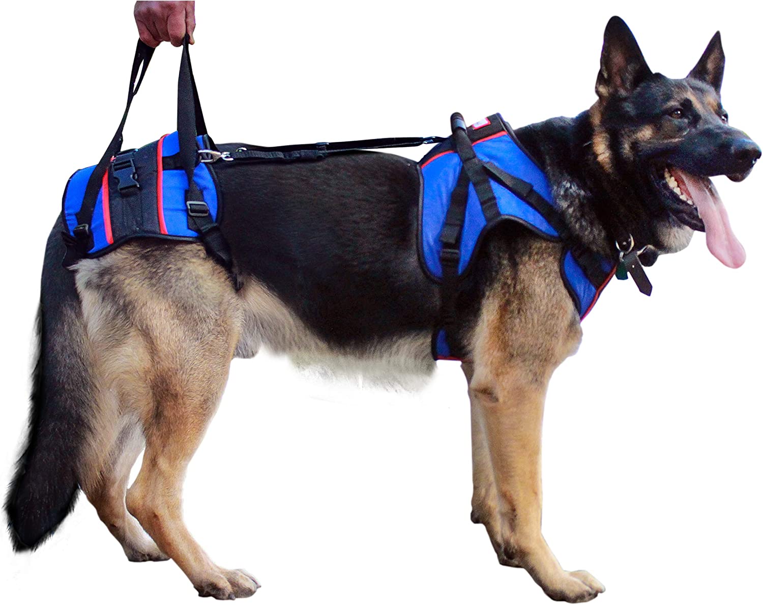 Wobblers Syndrome in Great Danes: A Scary Neurological Disease Affects ...