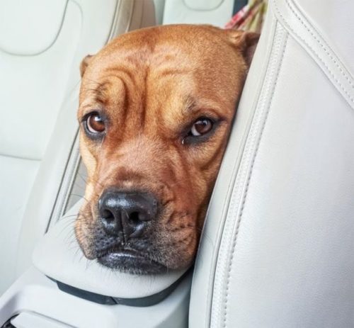 11 Ways to Calm Dog Anxiety in Car Rides - Hello Danes