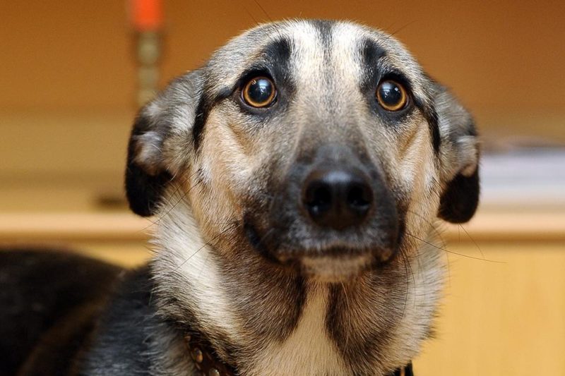 What is Whale Eye and What Does It Mean When a Dog Exhibits Whale Eye ...