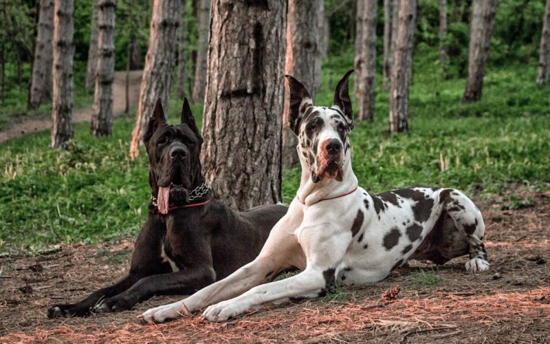 Do Great Danes Shed? - Hello Danes