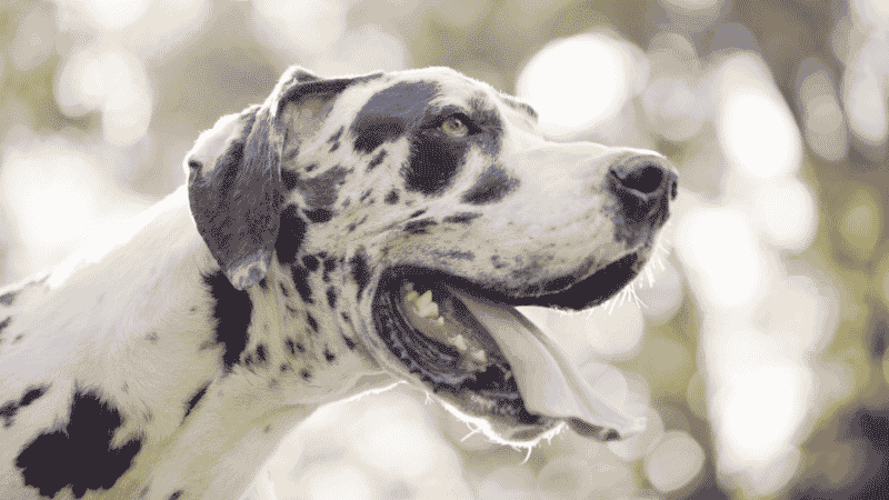 Signs of Stress in Dogs: How to Help An Anxious Dog - Hello Danes