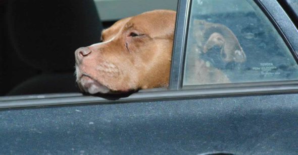 11 Ways to Calm Dog Anxiety in Car Rides - Hello Danes