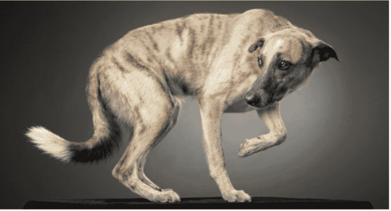 Signs of Stress in Dogs: How to Help An Anxious Dog - Hello Danes
