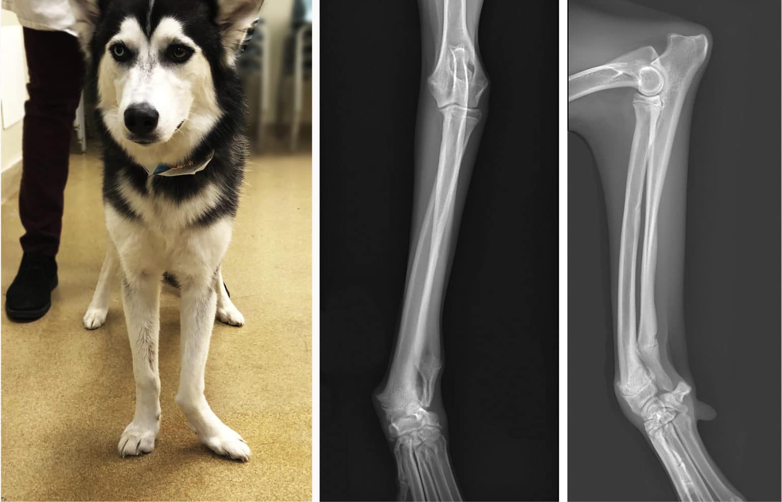 Angular Limb Deformity in Great Danes - Hello Danes