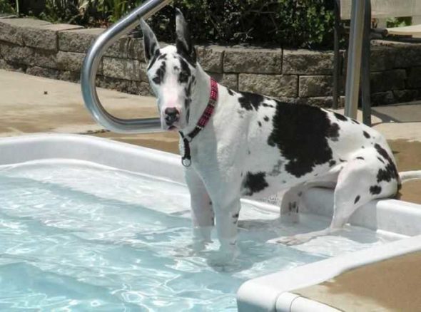 Can Great Danes Swim? 5 Fascinating Things To Know Before Taking a Dip ...