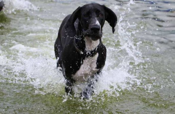 Can Great Danes Swim? 5 Fascinating Things To Know Before Taking a Dip ...