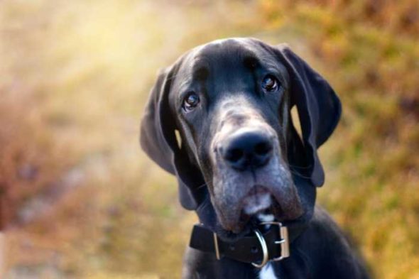 How Long Do Great Danes Live? - Hello Danes