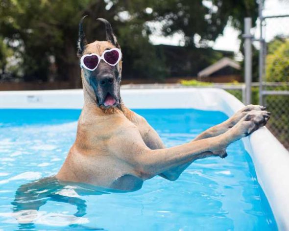 Can Great Danes Swim? 5 Fascinating Things To Know Before Taking a Dip ...