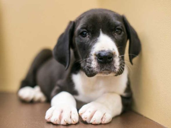 Can Great Dane Puppies Get Bloat? The Risks and Symptoms of GDV in Dogs ...