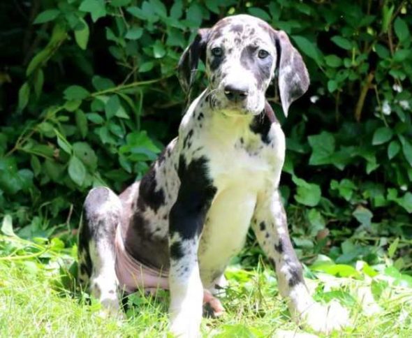 Can Great Dane Puppies Get Bloat? The Risks and Symptoms of GDV in Dogs ...