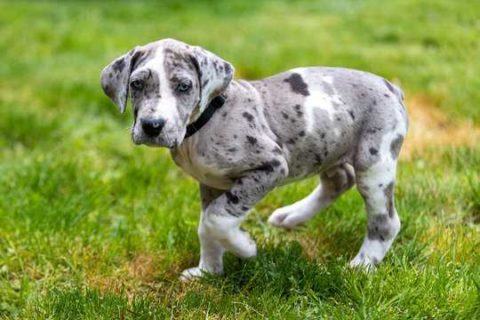 Can Great Dane Puppies Get Bloat? The Risks and Symptoms of GDV in Dogs ...