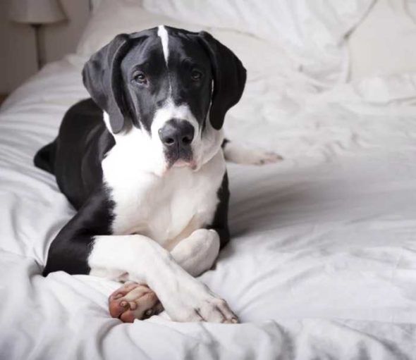 Can Great Dane Puppies Get Bloat? The Risks and Symptoms of GDV in Dogs ...
