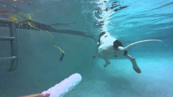 Can Great Danes Swim? 5 Fascinating Things To Know Before Taking a Dip ...