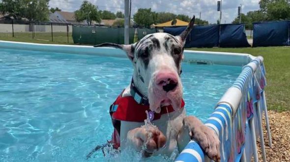 Can Great Danes Swim? 5 Fascinating Things To Know Before Taking a Dip ...
