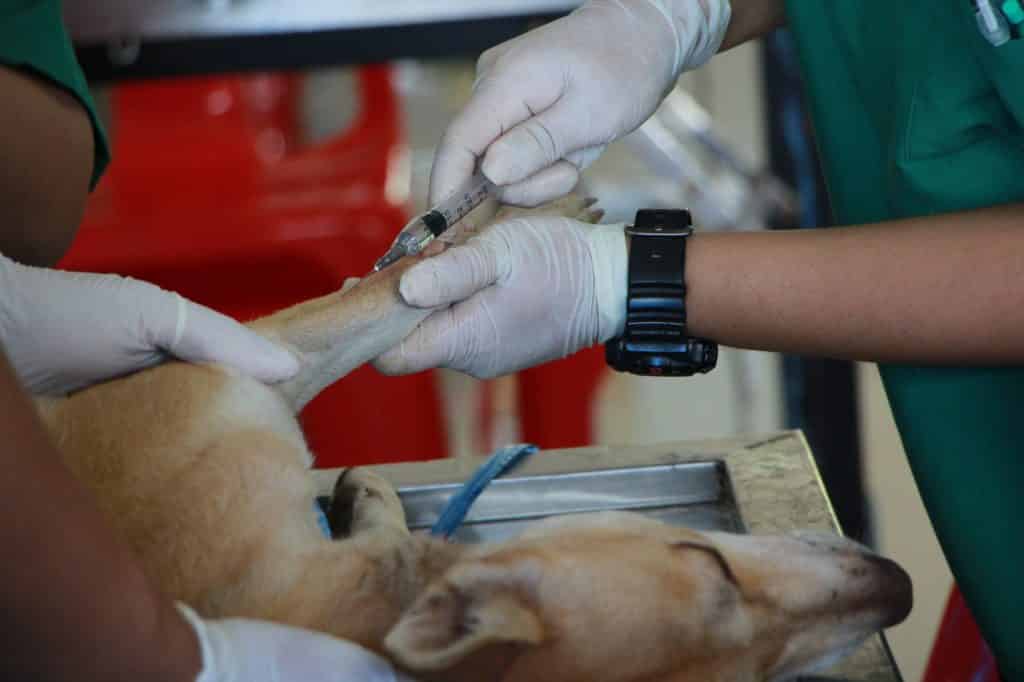 Hypocalcemia in Dogs: Causes, Symptoms, and Treatment - Hello Danes