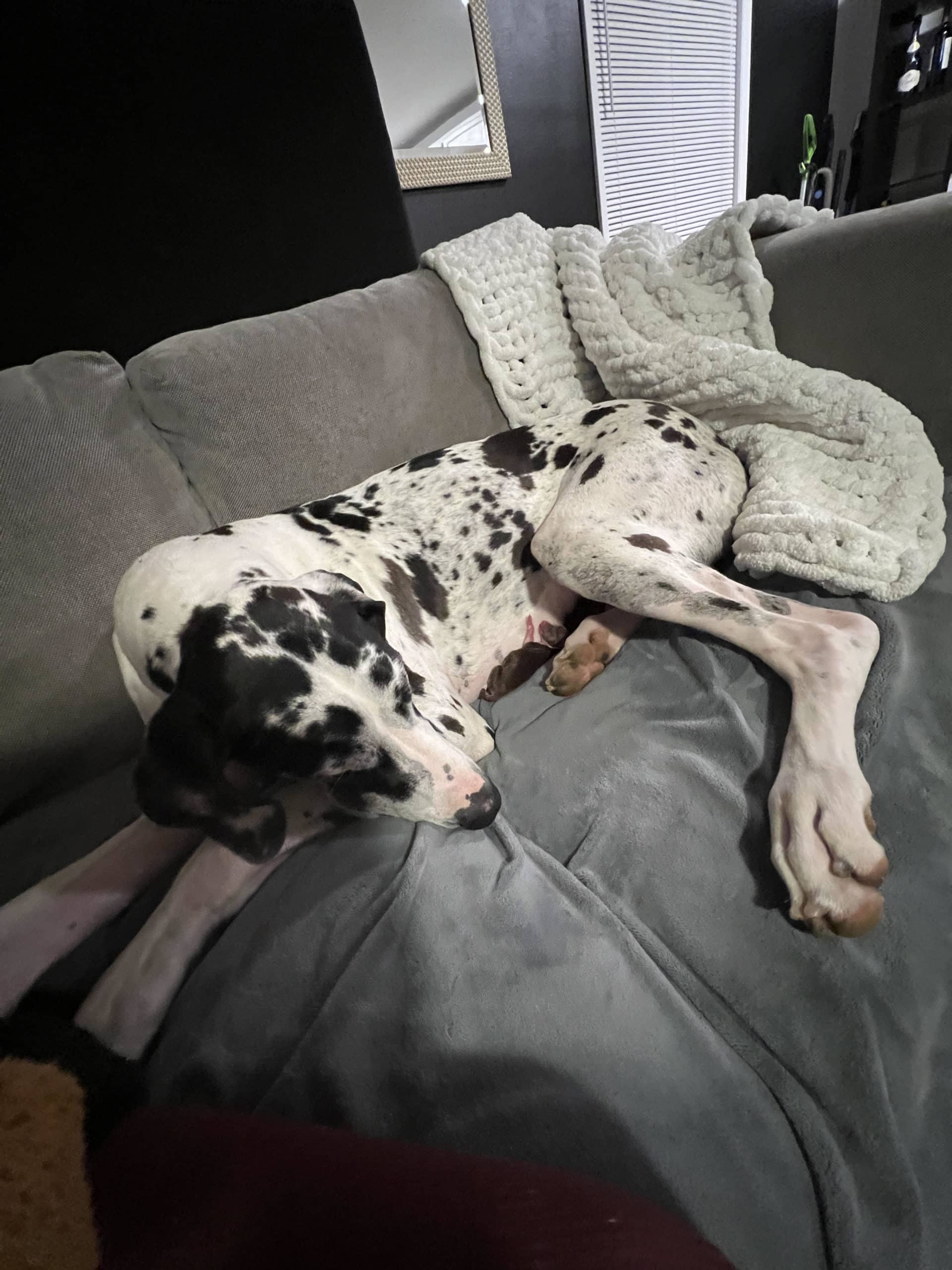 A Great Dane Chihuaha Mix? Foster Family Forms Forever Bond with 2 Tiny ...