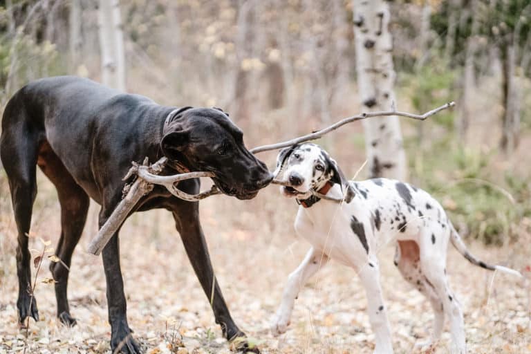 The Ultimate Great Dane Feeding Chart - Hello Danes