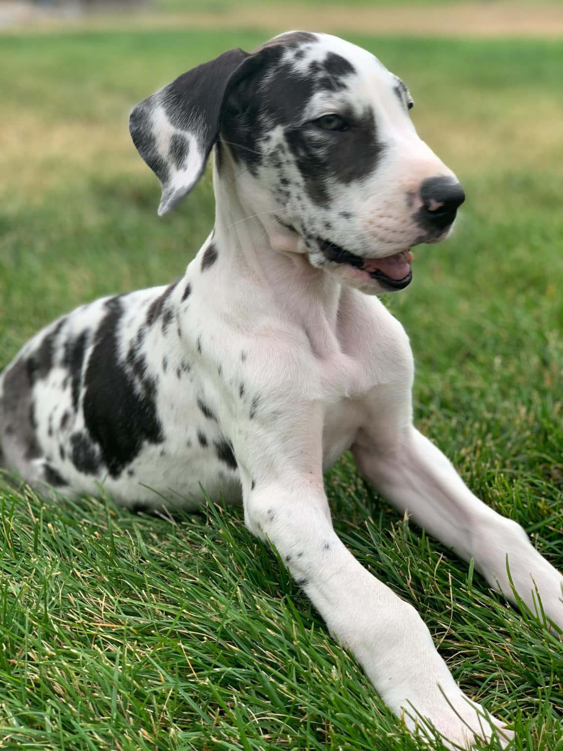 Great Dane Diet: What to Feed a Great Dane - Hello Danes