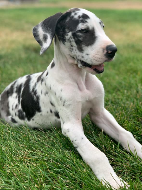 Great Dane Diet: What to Feed a Great Dane - Hello Danes