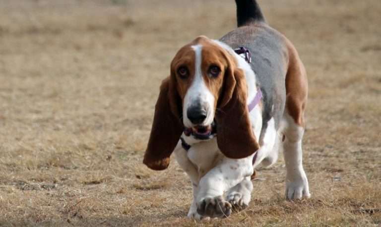 Dogs Ears Back: What It Means and What to Do - Hello Danes