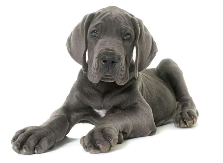 Photos of Great Danes: A Collection of 20 Beautiful Photos - Hello Danes