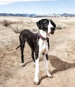 Why Does My Great Dane Look So Skinny? - Hello Danes