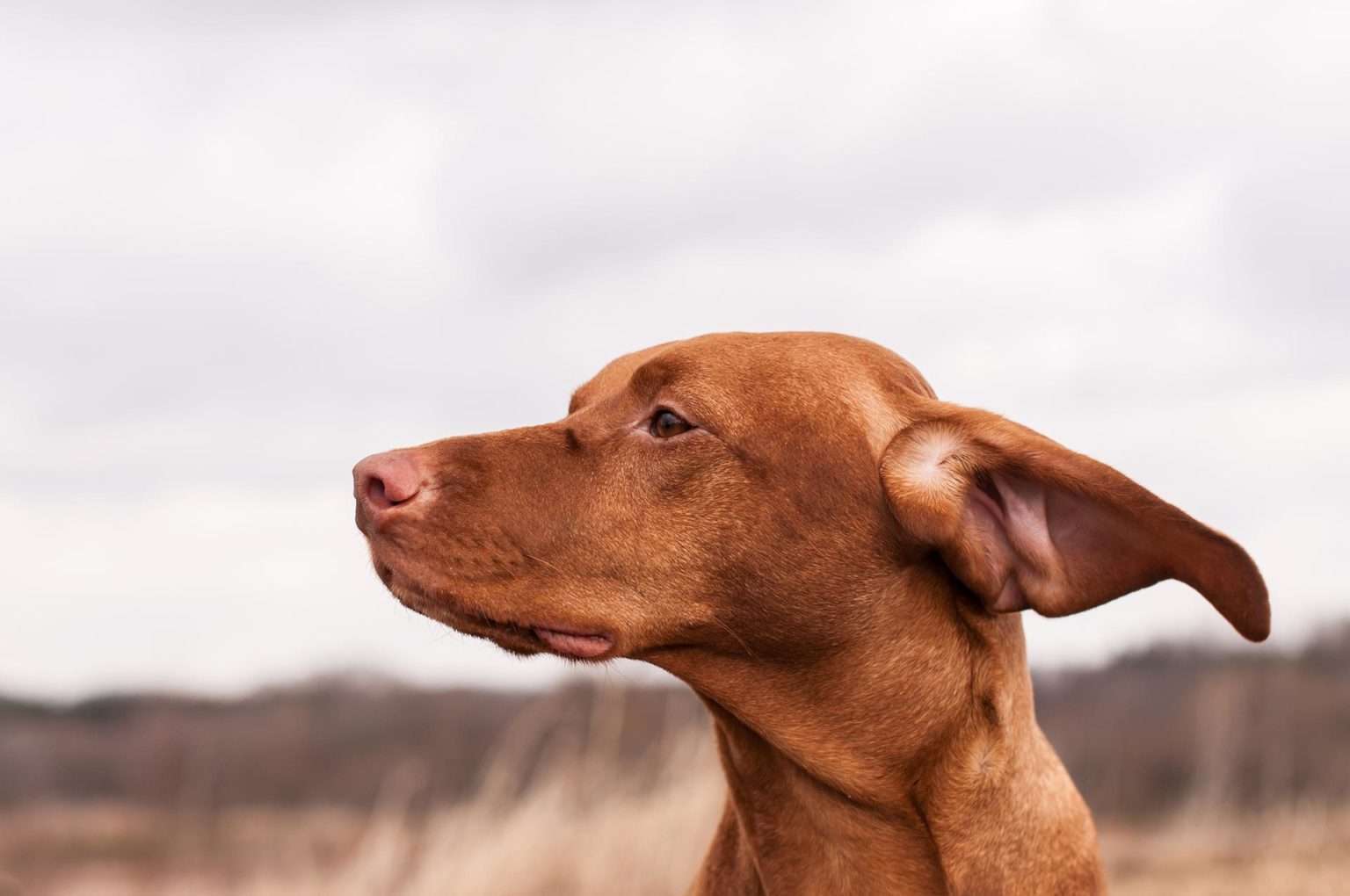 Dogs Ears Back: What It Means and What to Do - Hello Danes