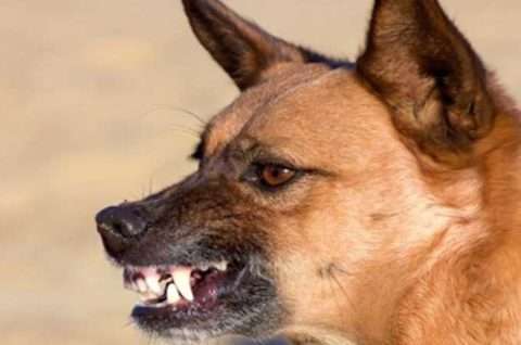 Dogs Ears Back: What It Means and What to Do - Hello Danes