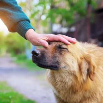 Dogs Ears Back: What It Means and What to Do - Hello Danes