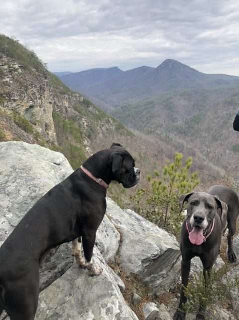 Hiking with a Great Dane - Hello Danes