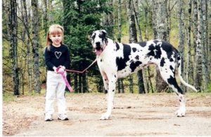 9 Things You Need to Know About the Great Dane Personality - Hello Danes