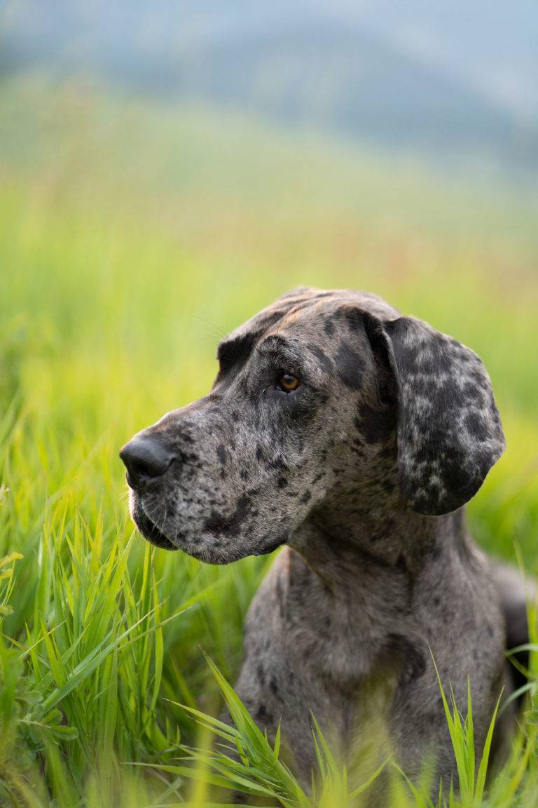 Pictures of Great Danes: A Collection of Over 20 Striking Photos ...