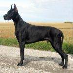Dog Bloat and Torsion: Is a Dog Stomach Flip Deadly? - Hello Danes