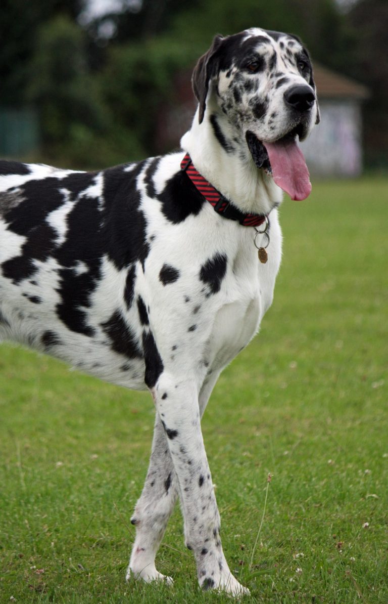 9 Things You Need to Know About the Great Dane Personality - Hello Danes