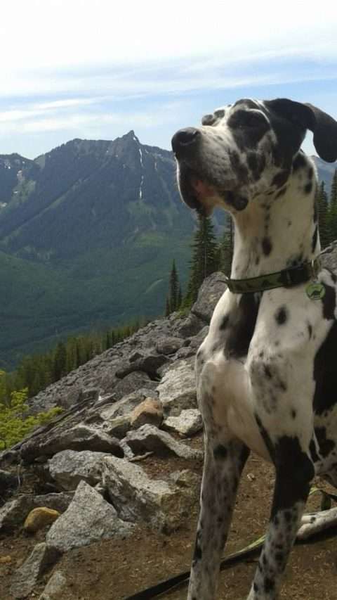 Hiking with a Great Dane - Hello Danes