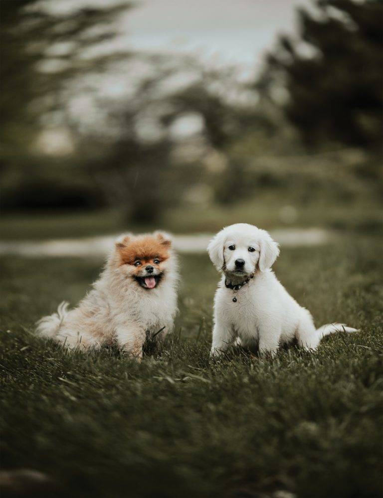 How to Raise a Confident Dog: 7 Tips for Building Your Puppy's Self ...