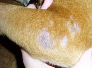 How to Know if Great Dane Skin Bumps are a Problem - Hello Danes