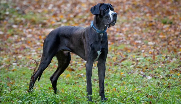 9 Things You Need to Know About the Great Dane Personality - Hello Danes