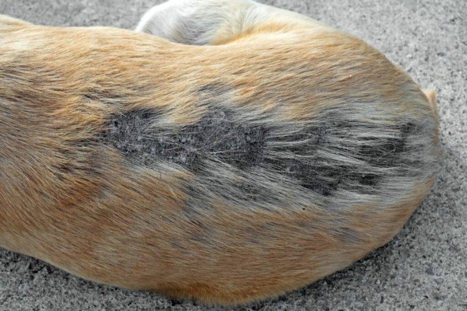 How to Know if Great Dane Skin Bumps are a Problem - Hello Danes